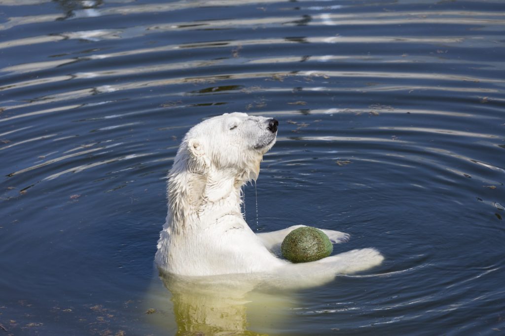 Ranua Resort Wildlife Park - Ranua Finland