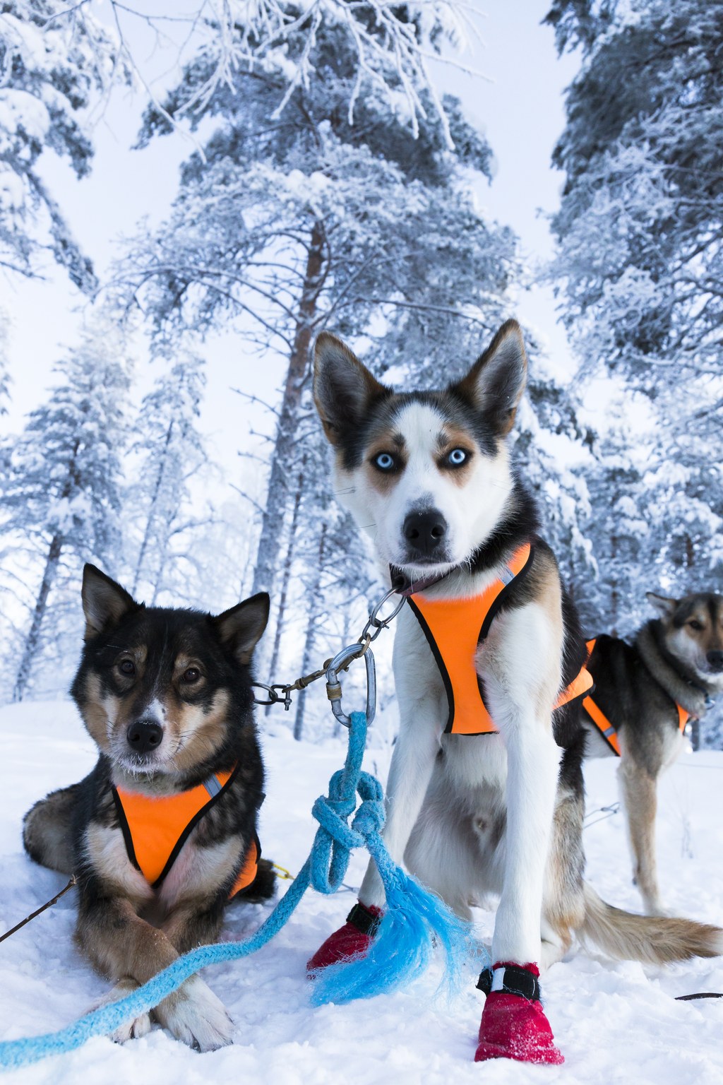 Experiences - Ranua Finland